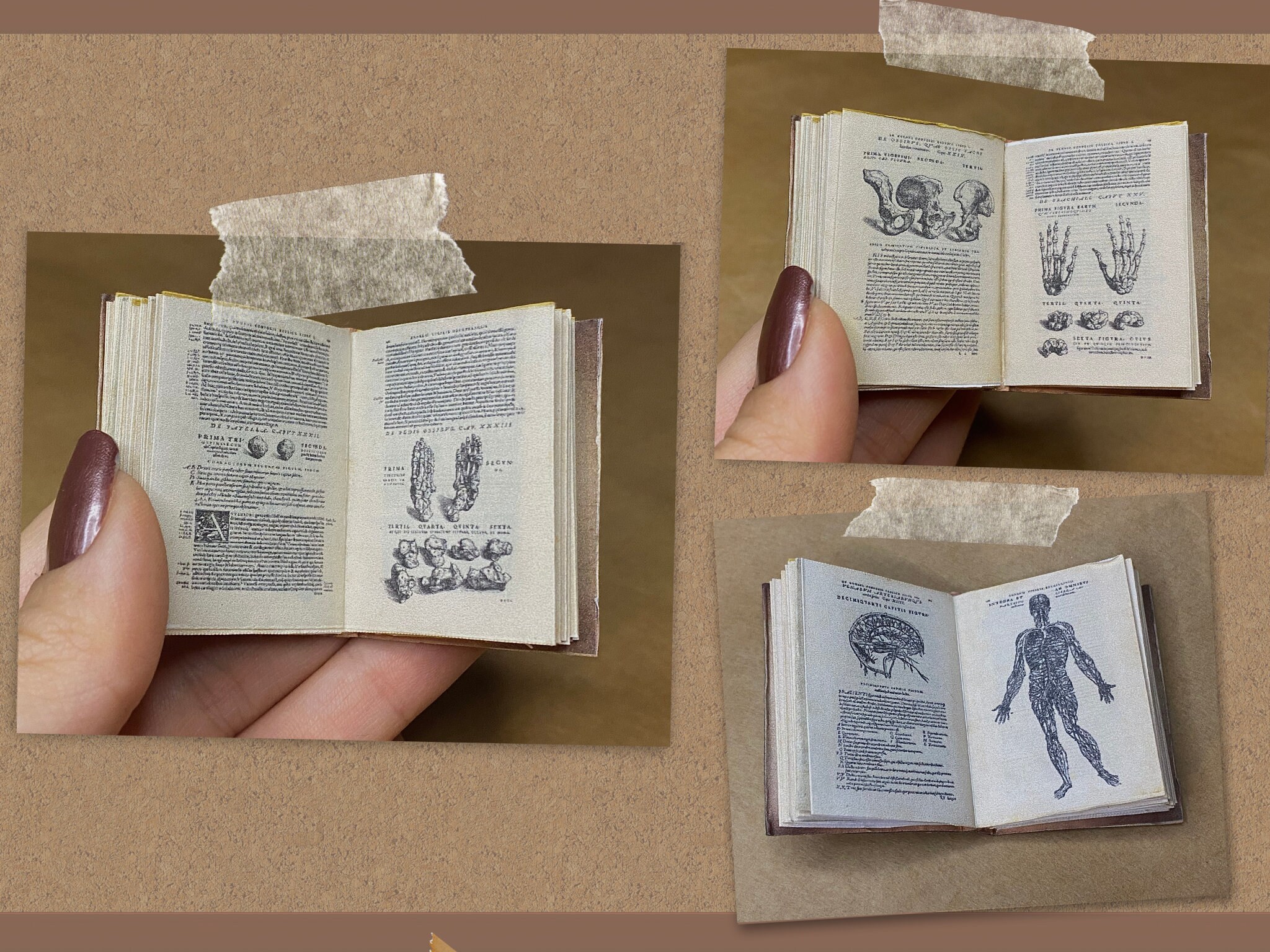 Unique Vintage Mini Decor Anatomy Atlas Printable Art for Your Wall ...