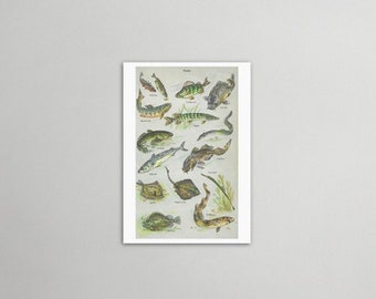 Poster Emulsion De Scott Higado Bacalao Liver Cod Fish Fisherman ...