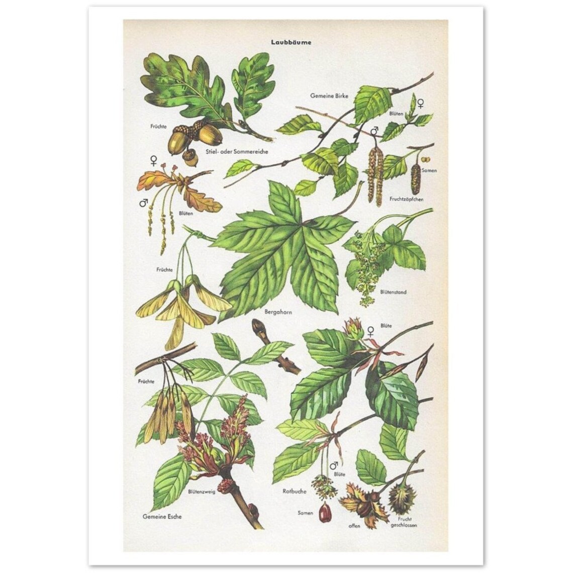 Vintage Poster Poster Deciduous Trees Forest Nature - Etsy