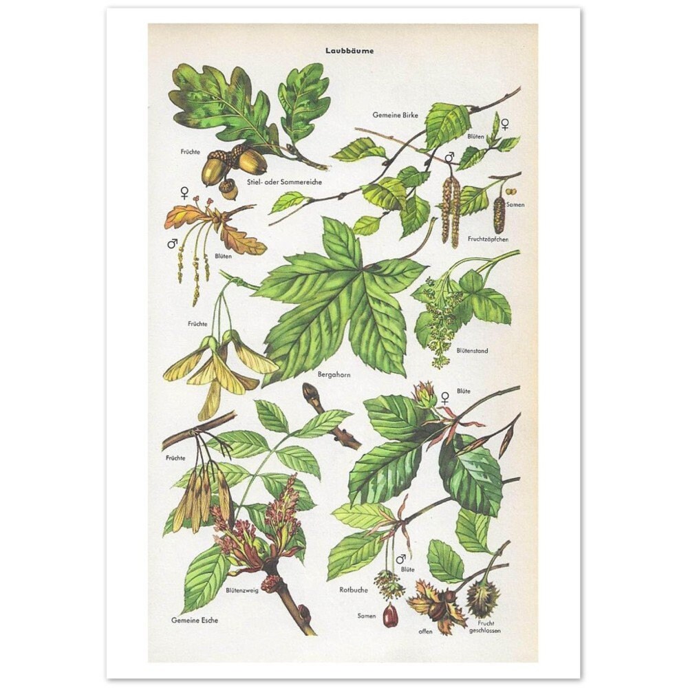 Vintage Poster Poster Deciduous Trees Forest Nature - Etsy