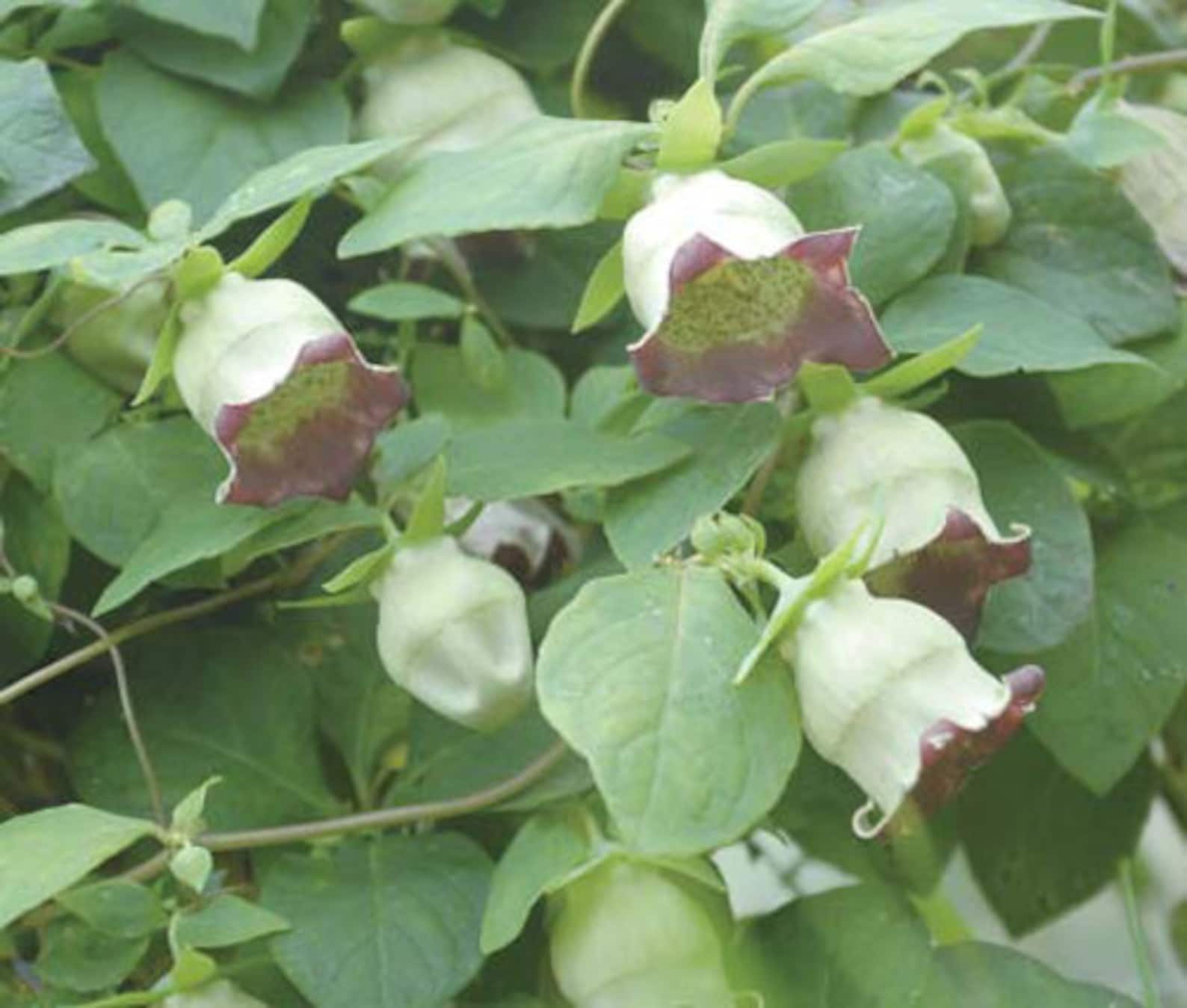 Codonopsis Lanceolata Lance Asiabell, Bonnet Bellflower 200, 500, 1000 ...