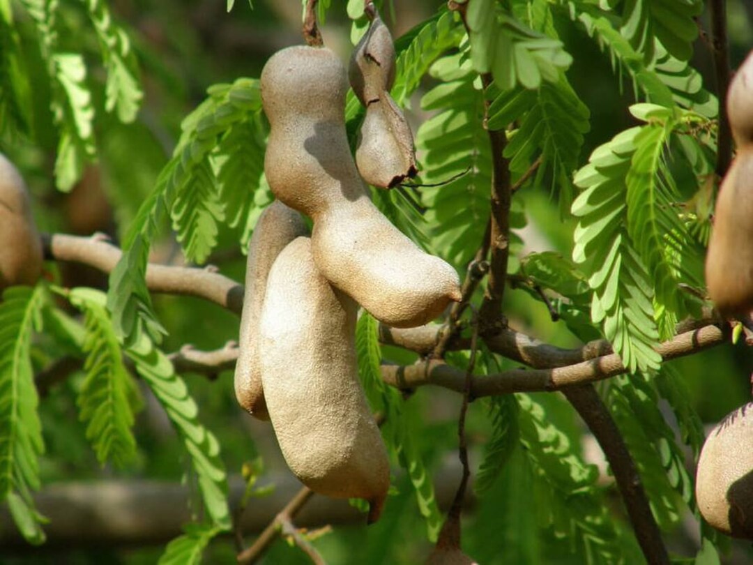 Tamarindus Indica Tamarind 30 Seeds for Planting - Etsy
