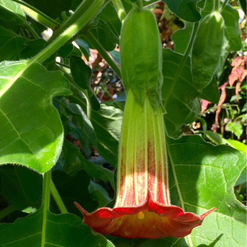 Brugmansia Sanguinea Red Angel's Trumpet 30 Seeds - Etsy