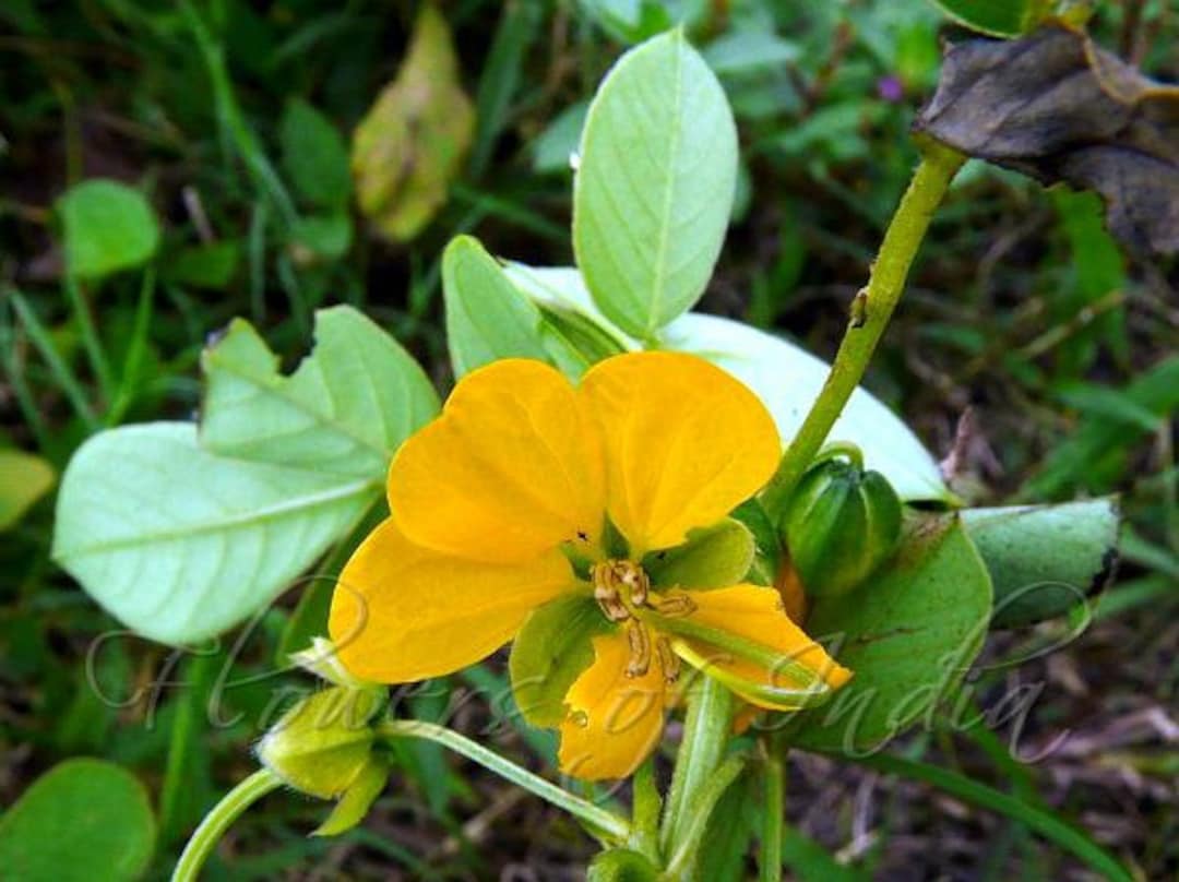 Cassia Tora, Senna Tora (L.) Roxb. 결명자 Seeds - Etsy