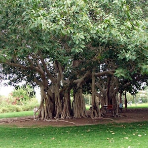 Ficus Benghalensis Bengal Banyan Fig 1,000 Seeds - Etsy