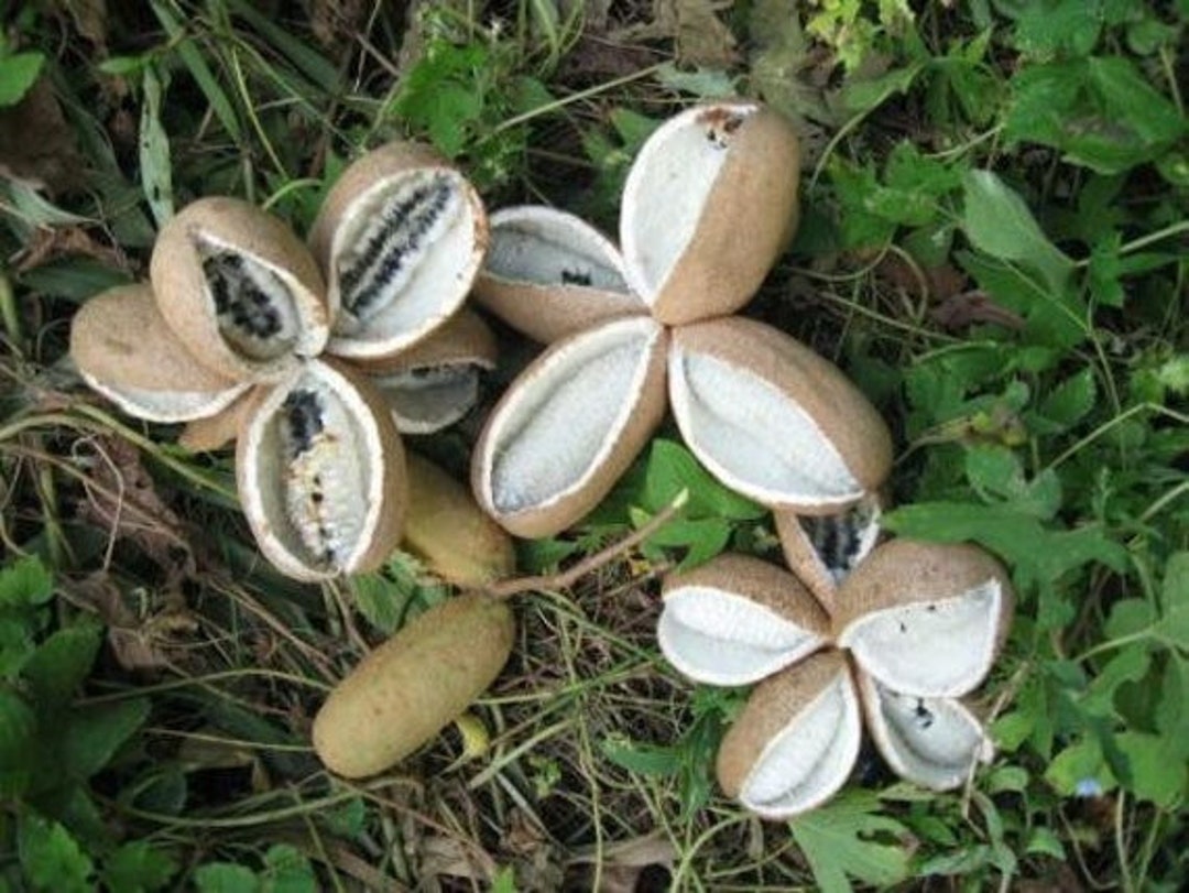 Akebia Quinata Seeds Cholatevine Korean Banana 으름 - Etsy