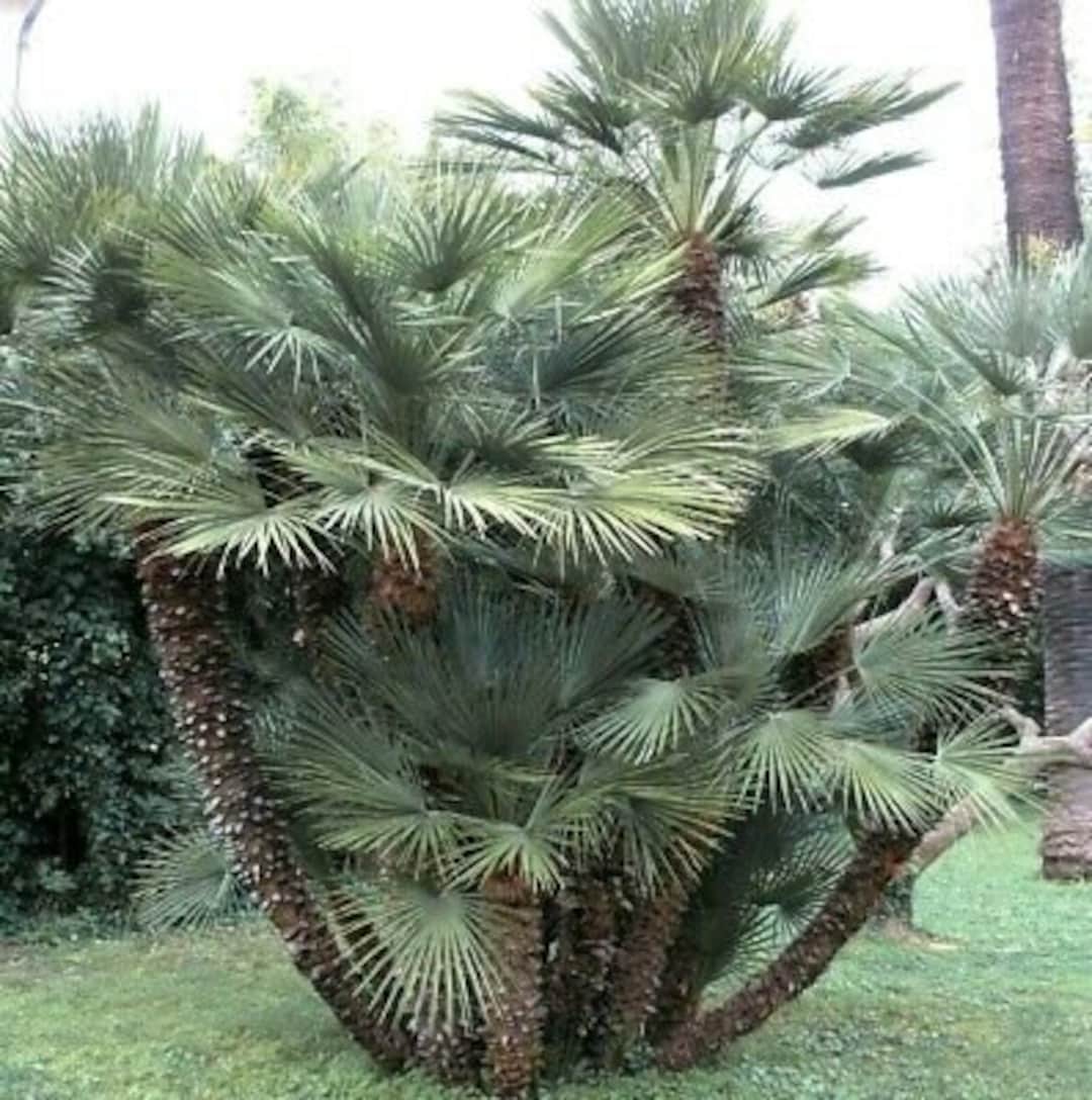 Chamaerops Humilis Var. Cerifera Blue Mediterranean Fan Palm 15 Seeds - Etsy