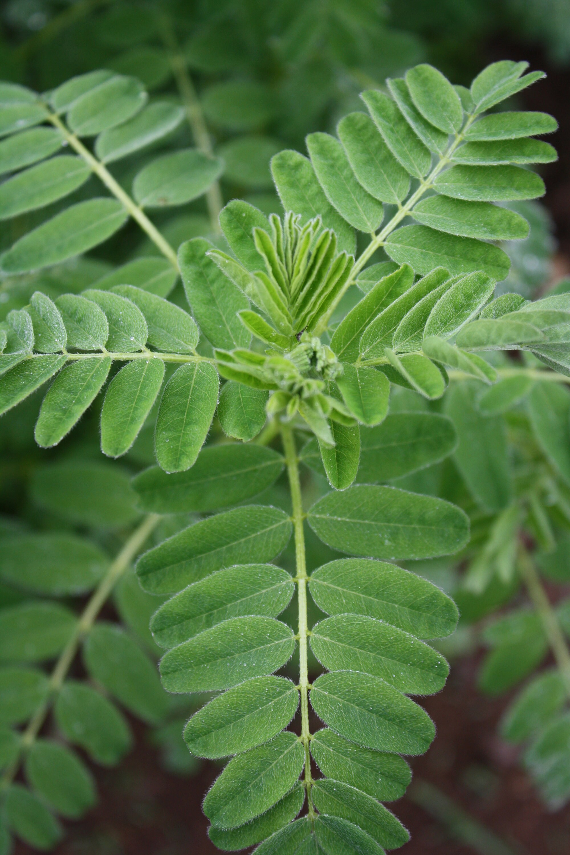 Astragalus Membranaceus Plant