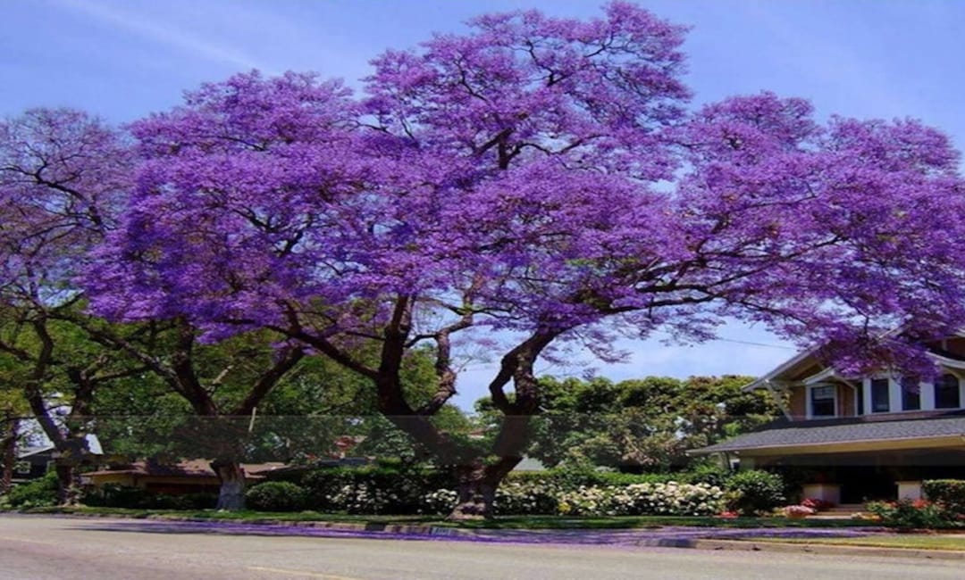 Paulownia Tomentosa Royal Empress Tree, Princess Tree 5,000 Seeds - Etsy
