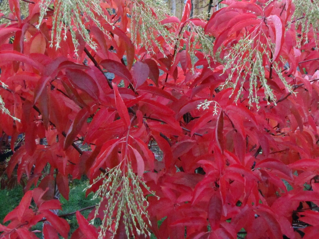 Oxydendrum Arboreum Sourwood, Sorrel Tree 100 - 12,000 Seeds - Etsy