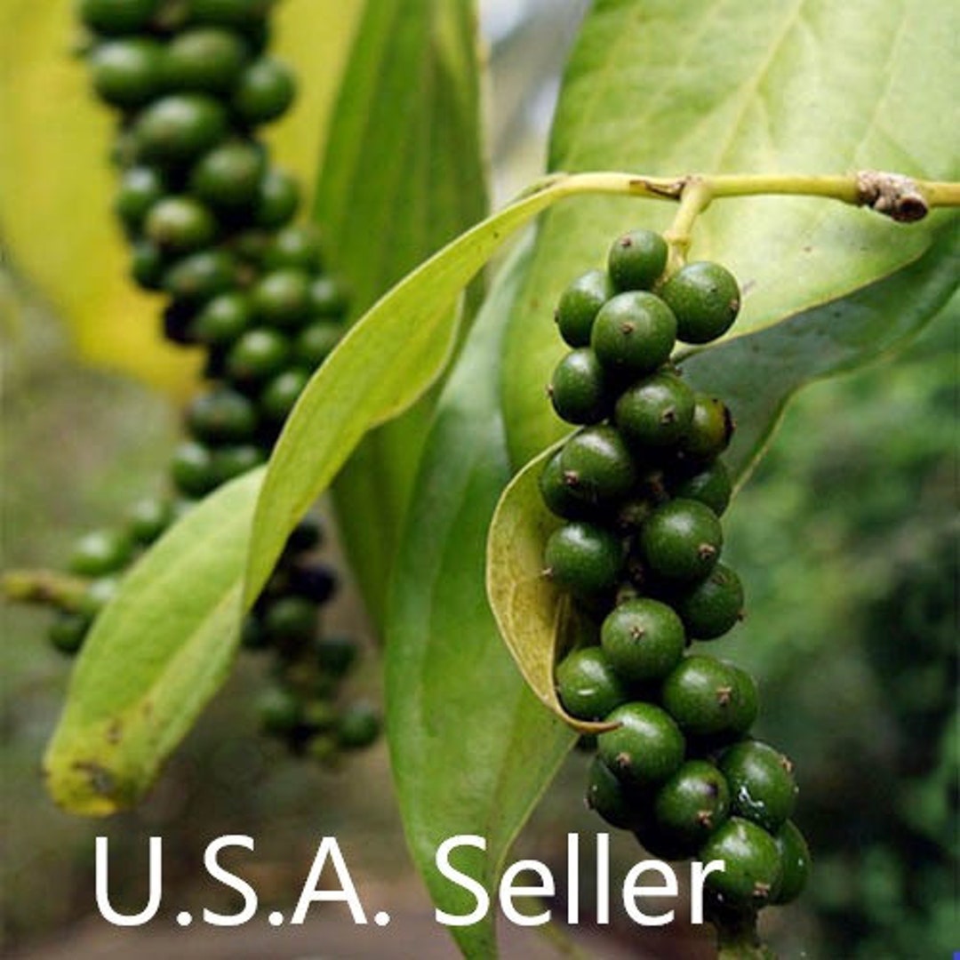 Piper Nigrum Black Pepper Seeds - Etsy