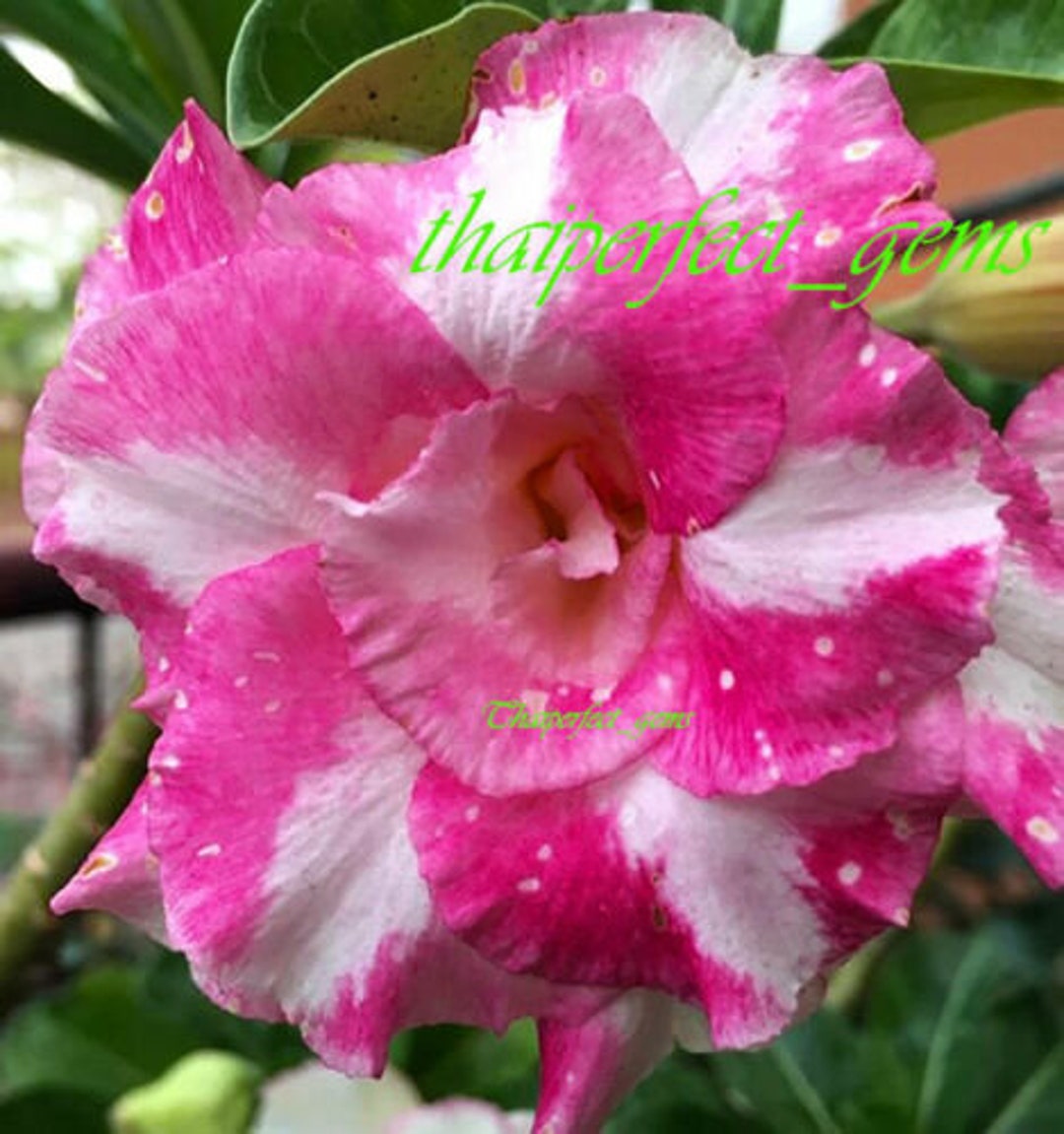 Adenium Obesum Pink Jade Desert Rose 10 Seeds - Etsy