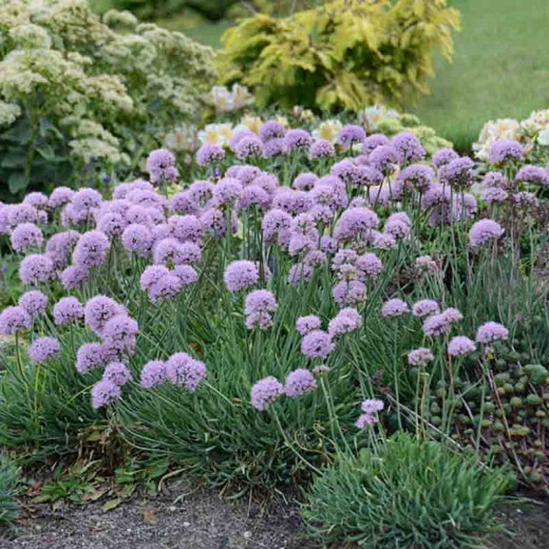 Allium Senescens L 100 Seeds Aging Onion 두메부추 - Etsy