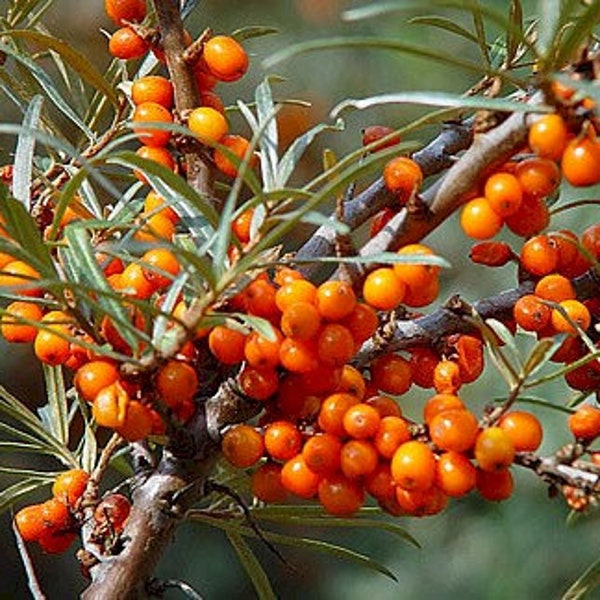 Sea Buckthorn Seeds - Etsy
