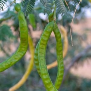 Prosopis Cineraria Khejri Khejra, Sami, Shami 200 - 2,500 Seeds - Etsy