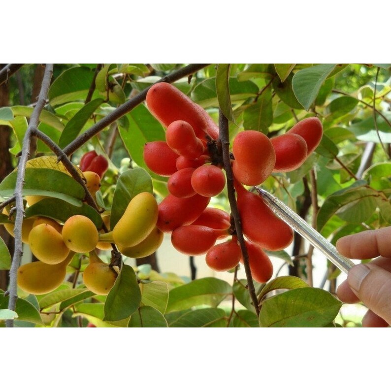 Uvaria Rufa Susung Kalabaw 15 50 Seeds - Etsy