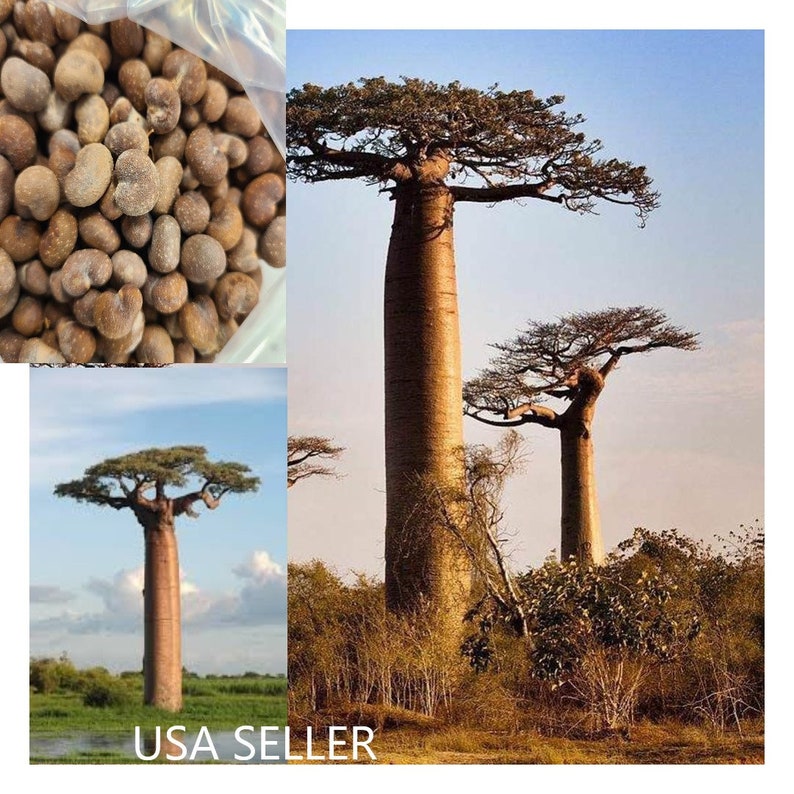 Adansonia Digitata African Baobab 10 200 Seeds - Etsy