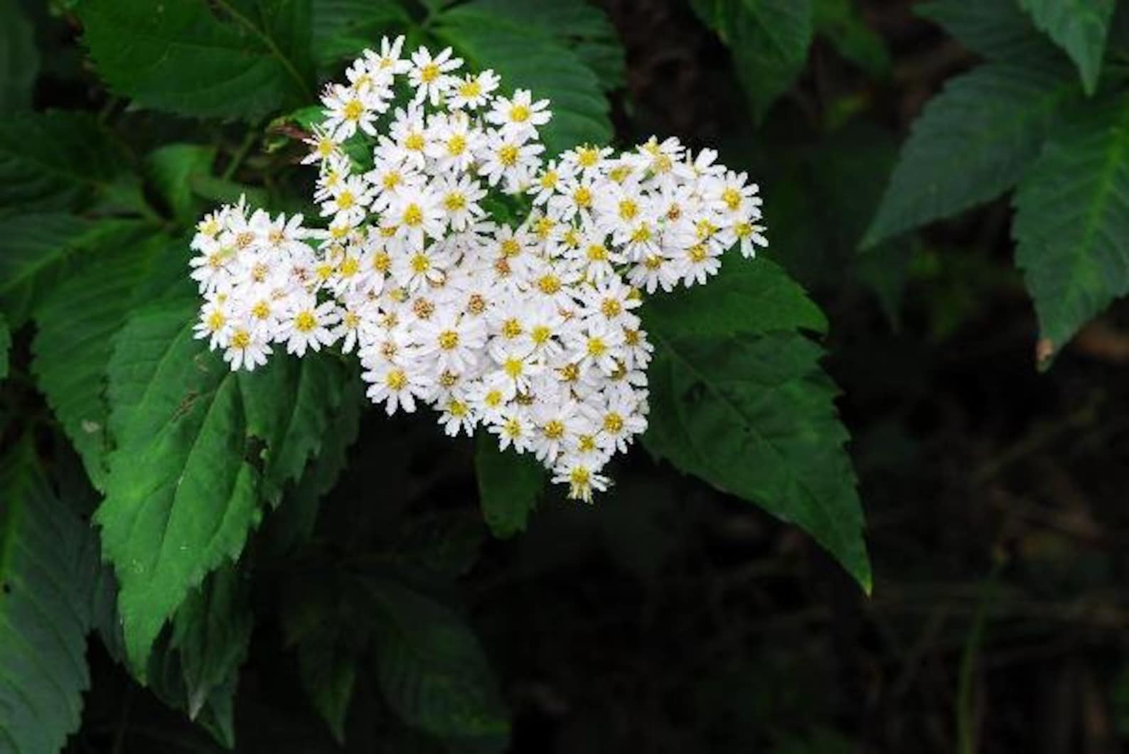 Aster Glechni F.schmidt 섬쑥부쟁이 울릉도 부지깽이 Seeds - Etsy