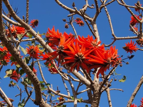 Erythrina Lysistemon Common Coral Tree 30 Seeds - Etsy