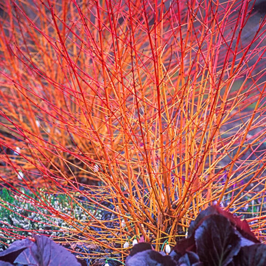 Cornus Sanguinea 200, 400 Seeds Blood Twig Dogwood - Etsy