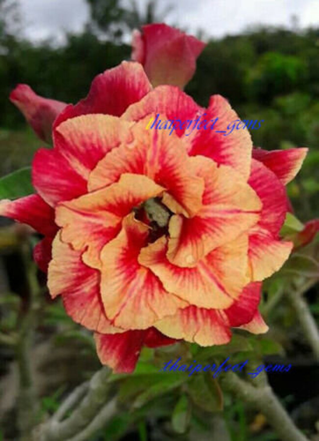 Adenium Obesum Desert Rose 25 Seeds Mix. - Etsy