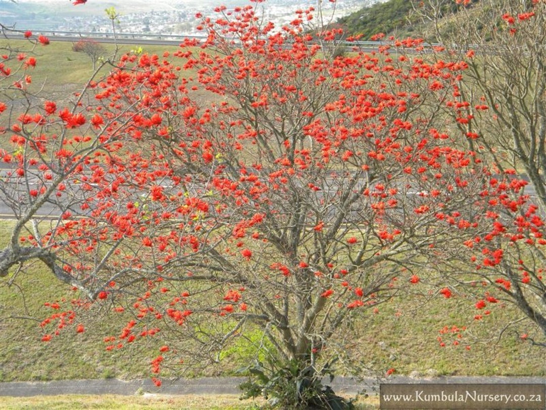 Erythrina Lysistemon Common Coral Tree 30 Seeds - Etsy