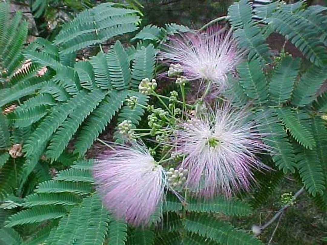 Albizia Julibrissin Silk Tree Seeds - Etsy