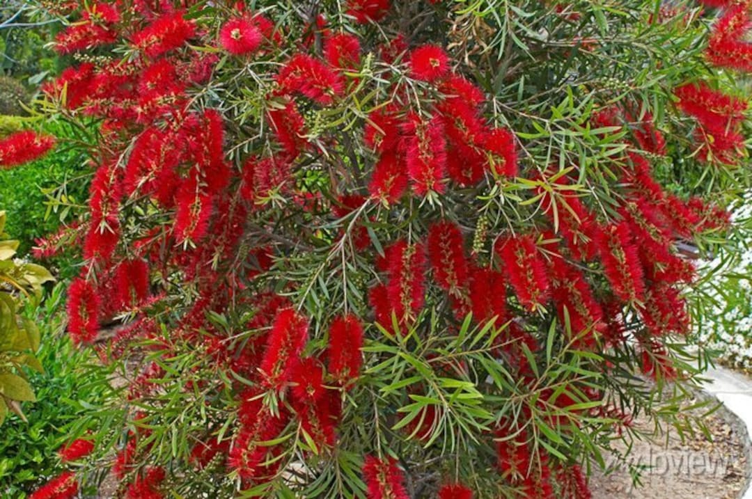 Callistemon Citrinus Crimson Bottlebrush 500 - 5,000 Seeds - Etsy