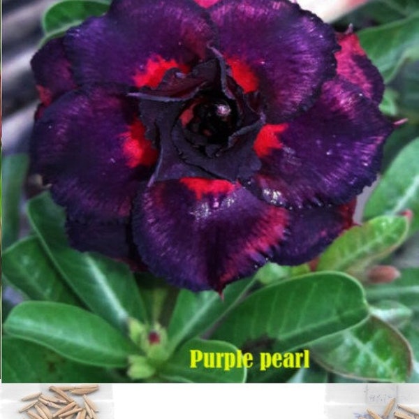 Adenium - Etsy