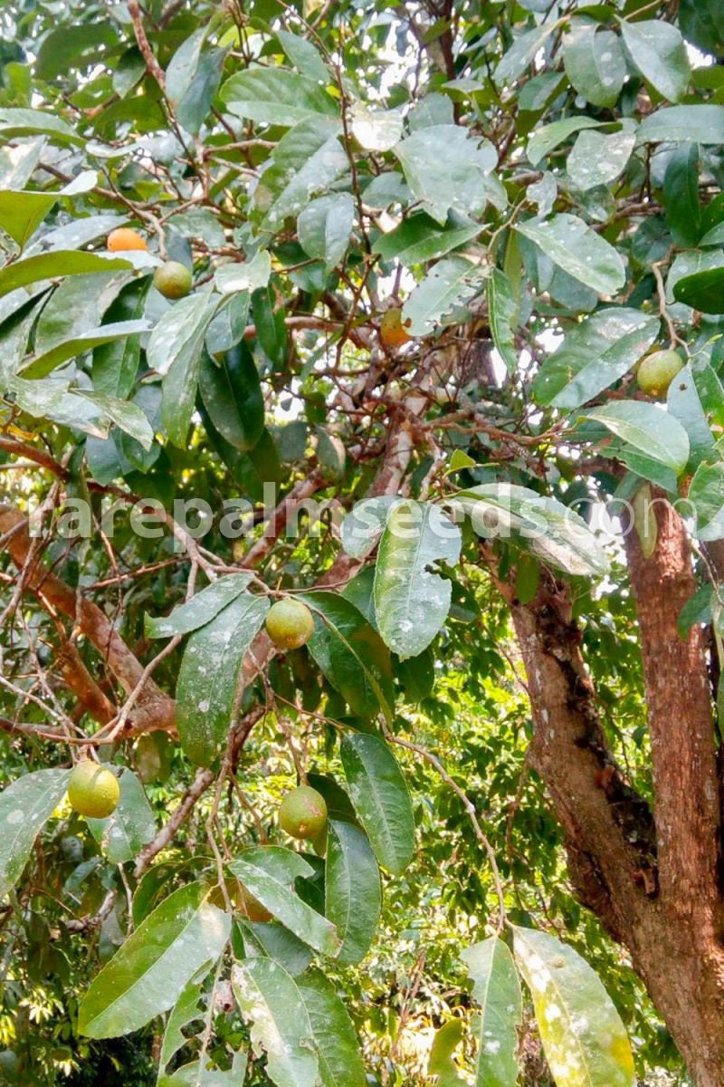 Siphonodon Celastrineus Ivorywood 20 Seeds - Etsy