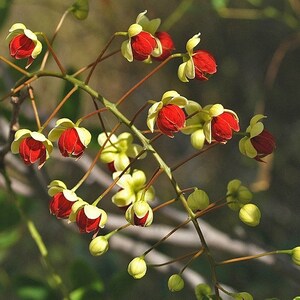 Cassia Brewsteri Brewster’s Cassia, Leichhardt Bean, Cassia Pea Tree 20 ...