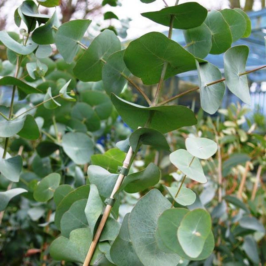 Eucalyptus Perriniana Spinning Gum Bulk Seeds - Etsy