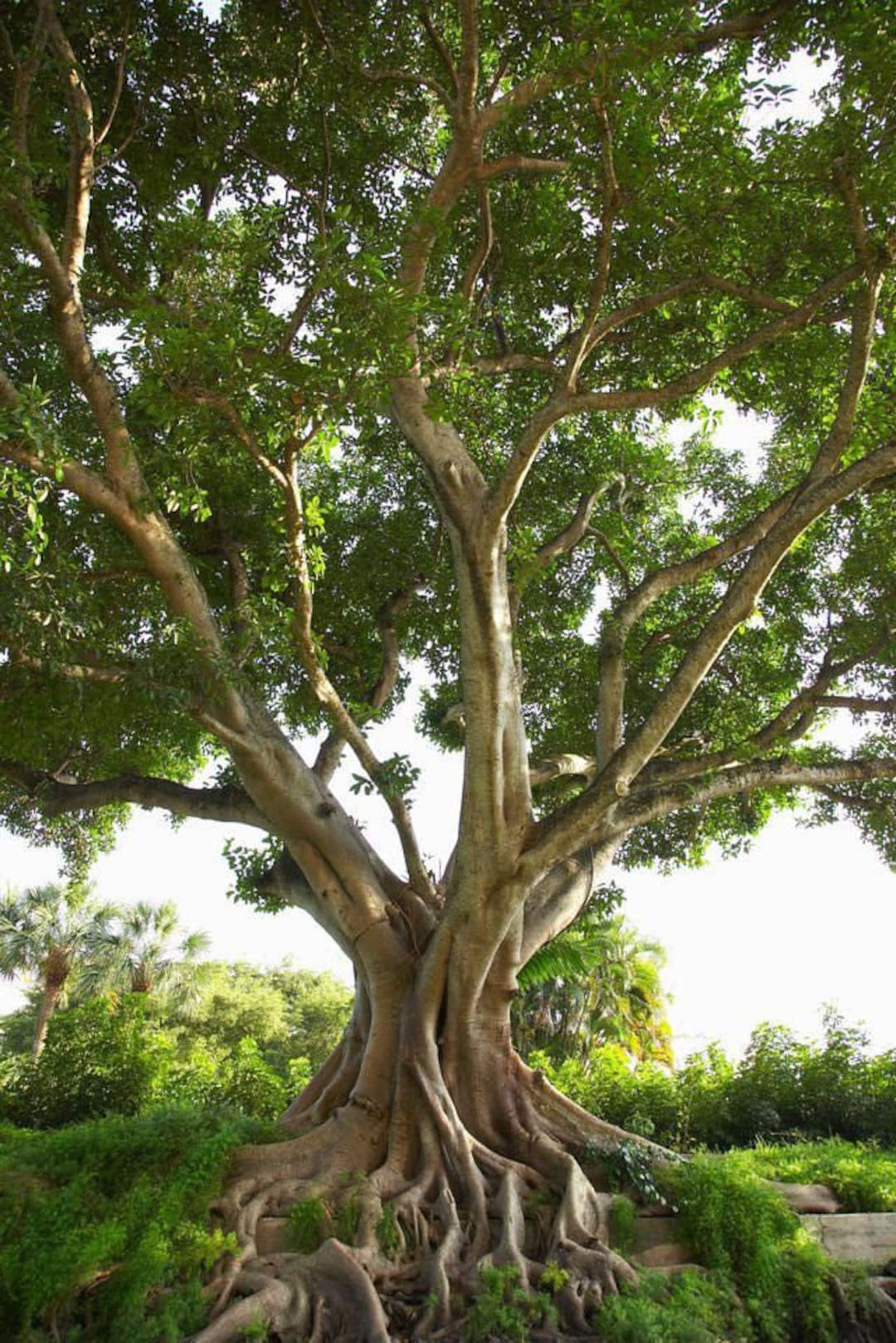 Ficus Religiosa, Sacred Fig, Bo Tree Seeds - Etsy