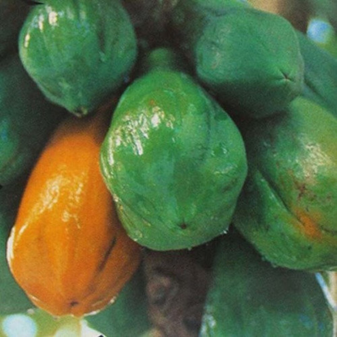 Carica Papaya, the Papaya, Pawpaw or Fruta Bomba 100, 300, 1000 Seeds ...