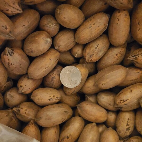 Pecan Tree - Etsy