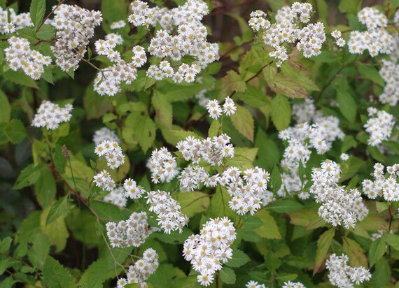 Aster Glechni F.schmidt 섬쑥부쟁이 울릉도 부지깽이 Seeds | Etsy
