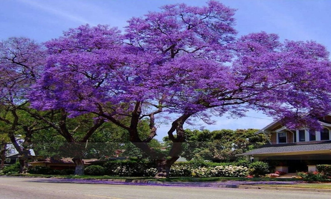 Paulownia Tomentosa Royal Empress Tree, Princess Tree 5,000 Seeds - Etsy