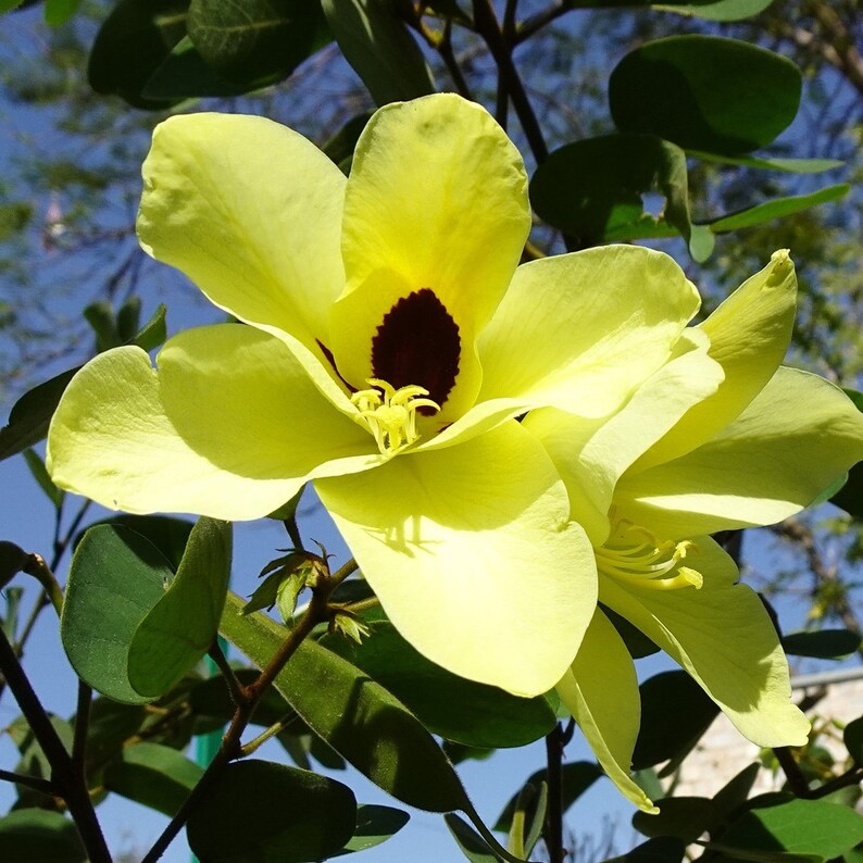 Bauhinia Tomentosa Yellow Orchid Tree, Mountain Ebony 20, 40 Seeds - Etsy