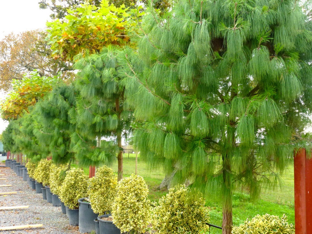 Pinus Patula Patula Pine, Pino Patula 3,000 Seeds - Etsy