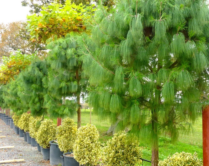 Pinus Patula Patula Pine, Pino Patula 3,000 Seeds - Etsy