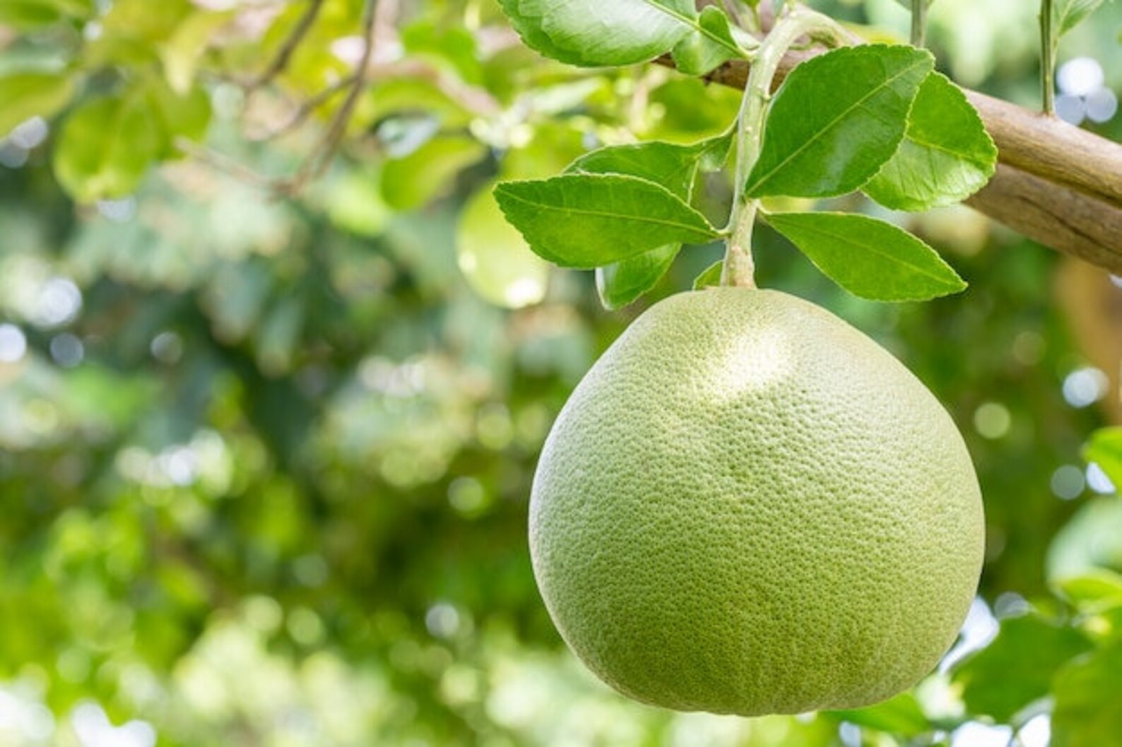 Citrus Maxima Pomelo Giant Grapefruit Ceylon 10 - 100 Seeds - Etsy
