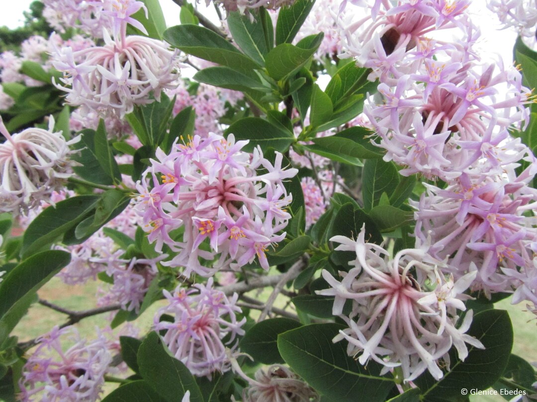 Dais Cotinifolia Pompon Tree 25 - 50 Seeds - Etsy