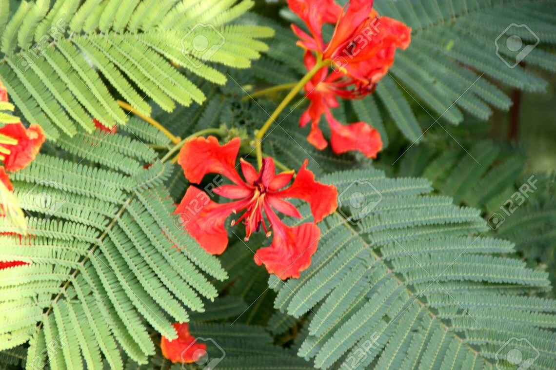 Delonix Regia Royal Poinciana Flame Tree Bulk Seeds | Etsy