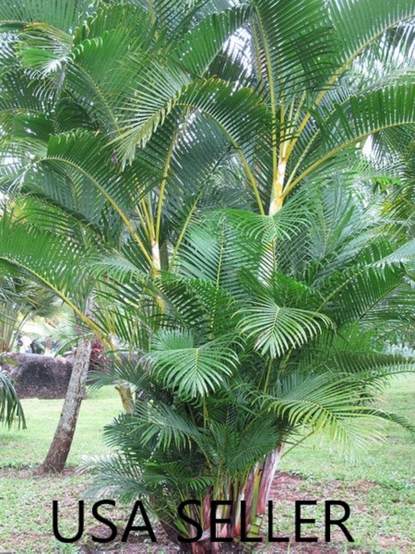 Dypsis Lutescens, Areca Lutescens, Chrysalidocarpus Lutescens ...