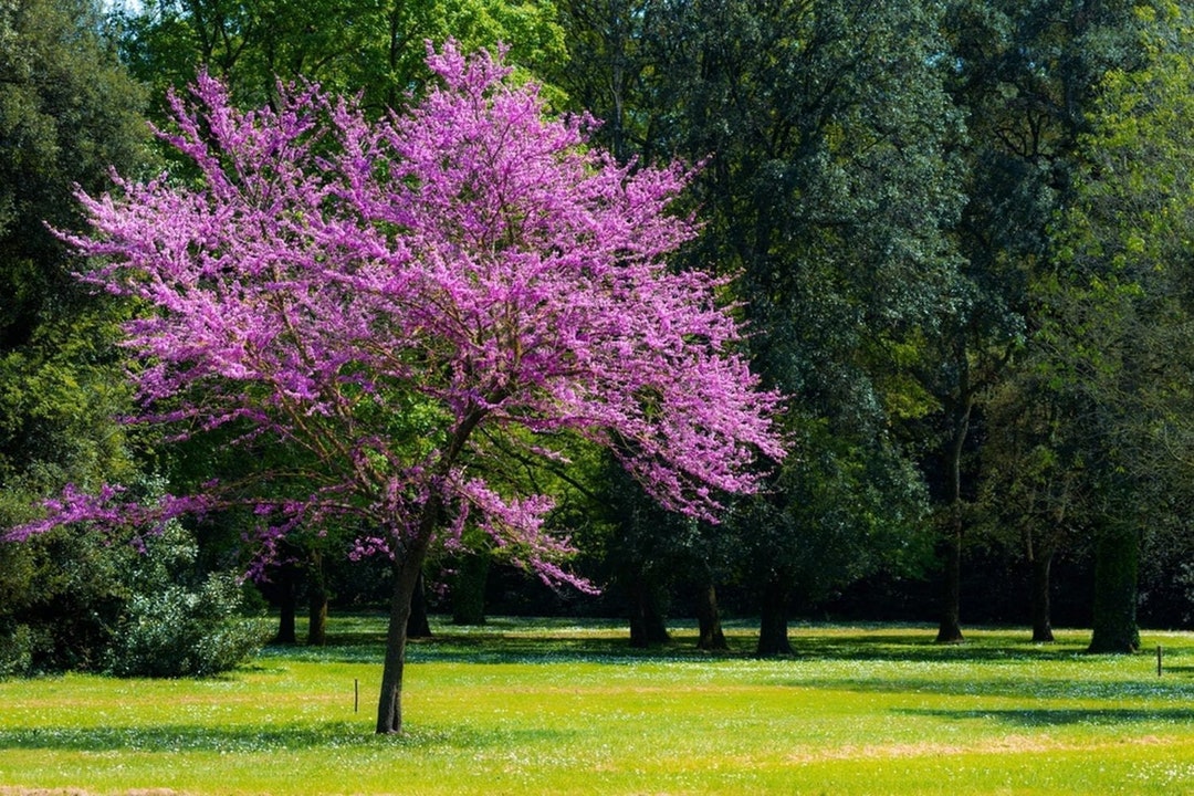 Ceris Siliquastrum Judas Tree 100 Seeds - Etsy