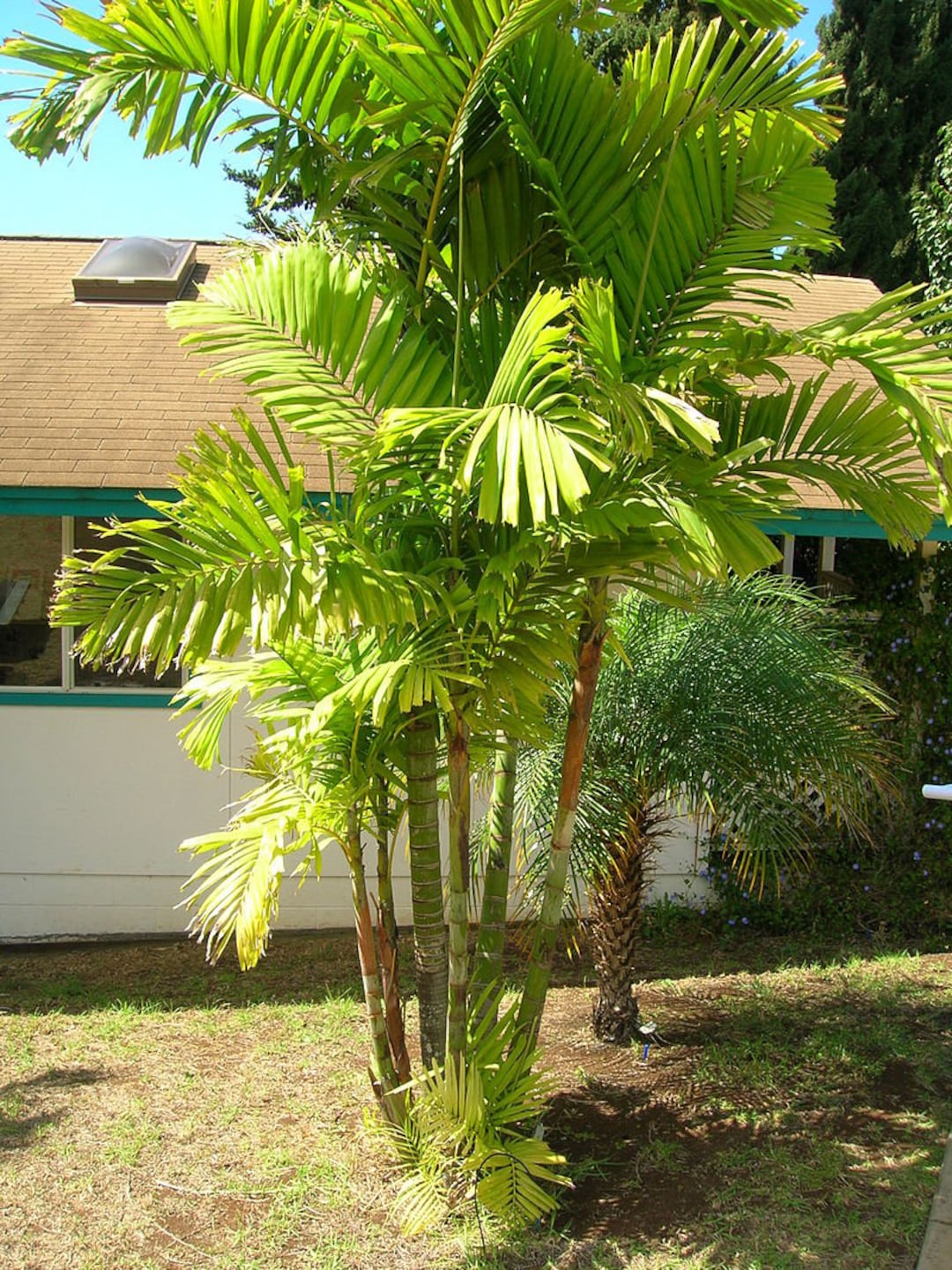 Ptychosperma Macarthurii Macarthur Palm 30 Seeds - Etsy