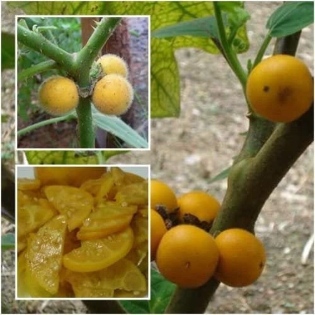 Solanum Ferox Hairy Eggplant, Terong Bulu 20 Seeds - Etsy