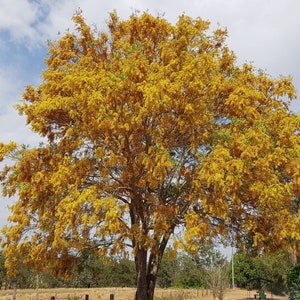 Cassia Brewsteri Brewster’s Cassia, Leichhardt Bean, Cassia Pea Tree 20 ...