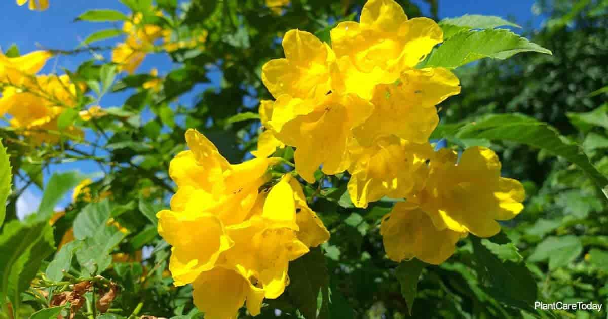 Tecoma Stans Yellow Tecoma Bulk Seeds | Etsy