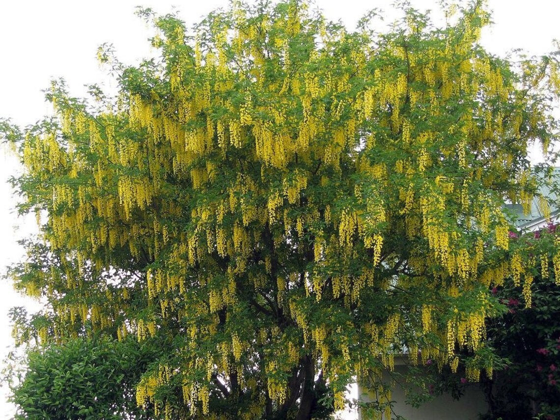 Laburnum Alpinum Scotch Laburnum 300 Seeds - Etsy